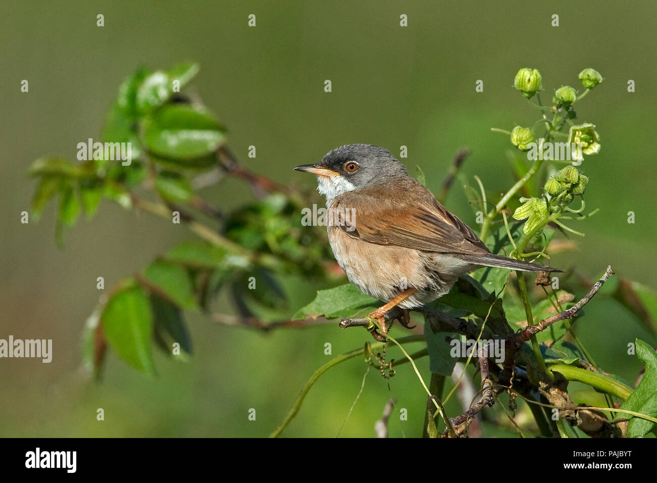 Spectacled warblers hi-res stock photography and images - Alamy