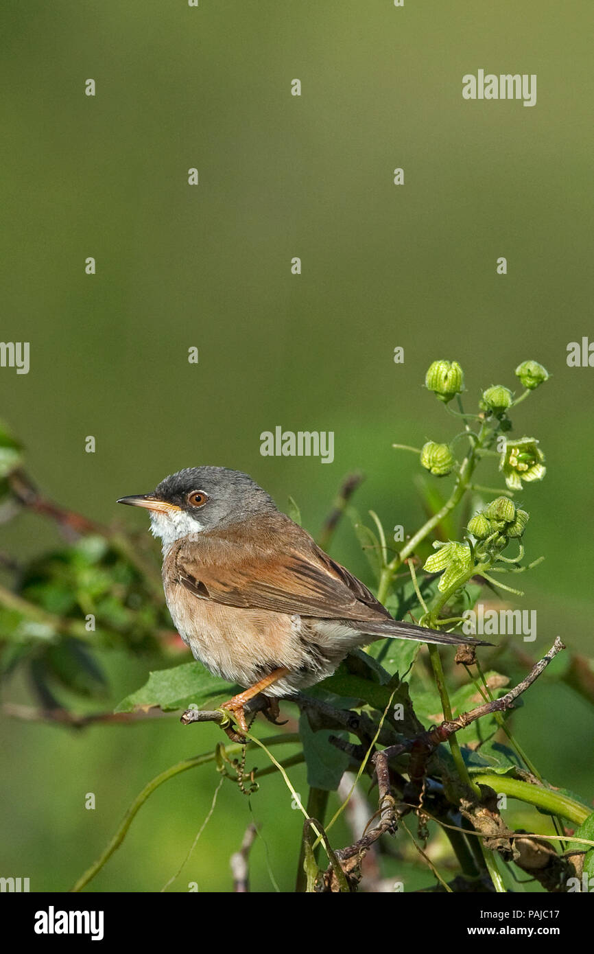 Spectacled warblers hi-res stock photography and images - Alamy