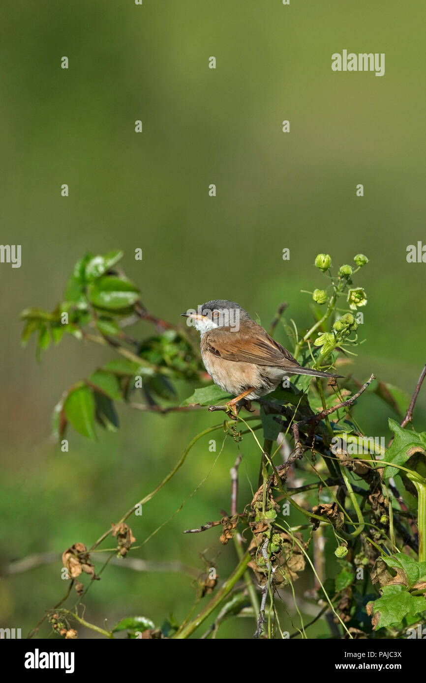 Spectacled warblers hi-res stock photography and images - Alamy