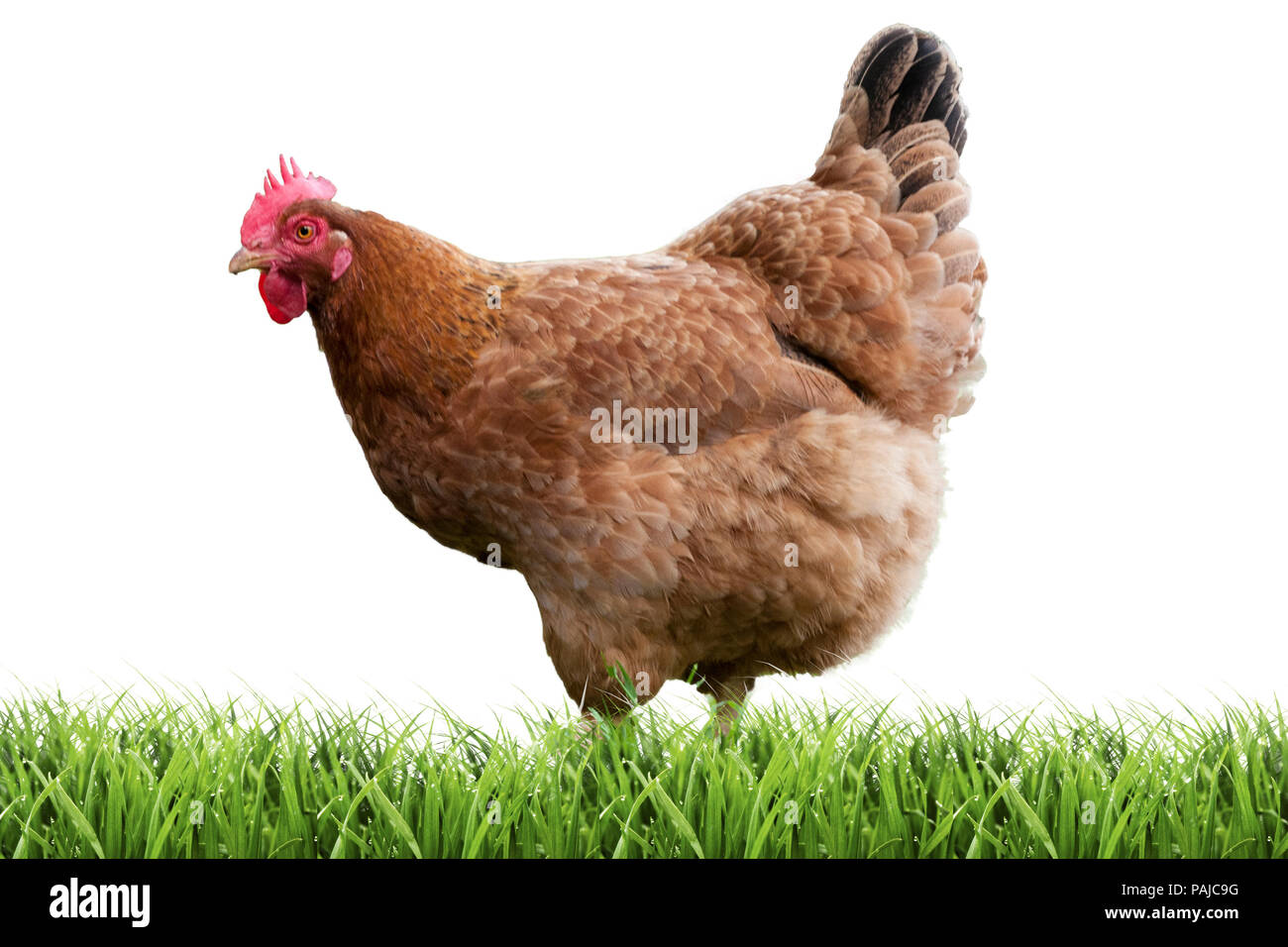 Hen on grass isolated on white background Stock Photo - Alamy