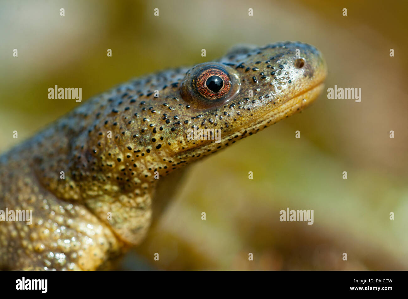 Spanish ribbed newt (Pleurodeles waltl Stock Photo - Alamy