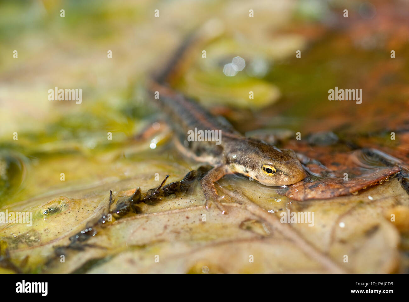 Triturus boscai, Lissotriton boscai, Triton, Anfibio, protected species ...
