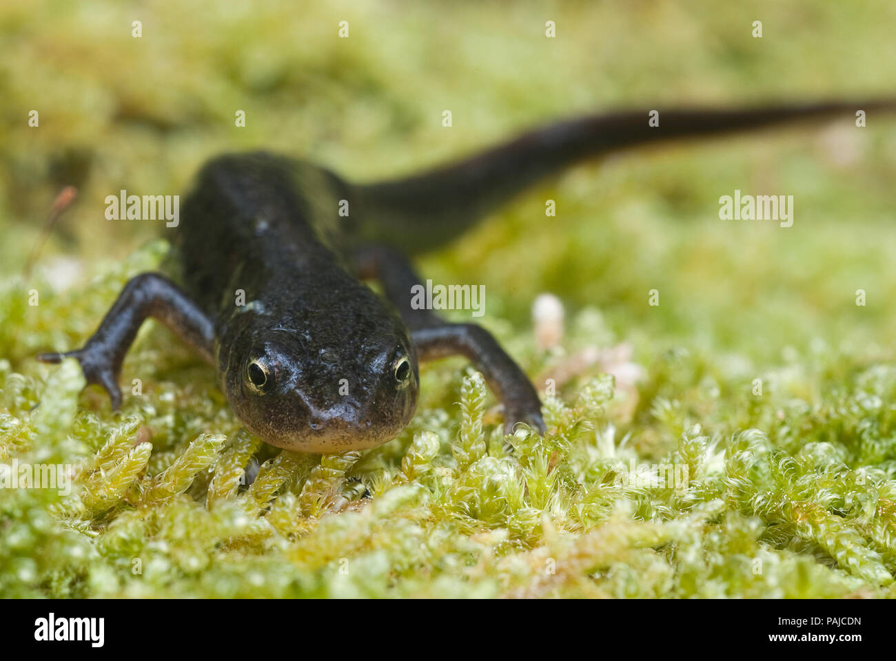 Triturus boscai, Lissotriton boscai, Triton, Anfibio, protected species ...