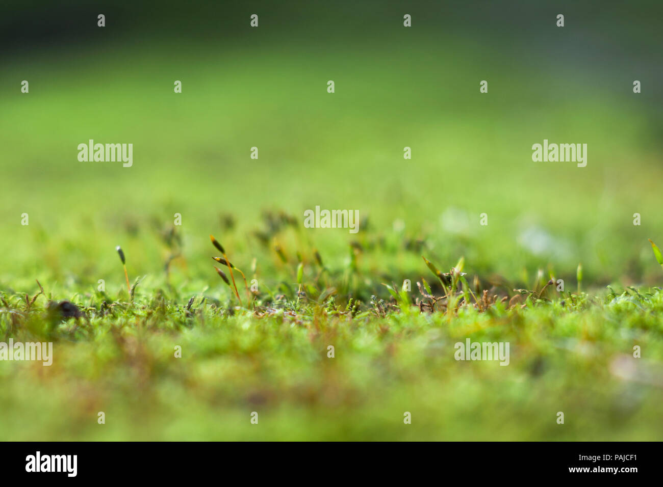 Close-up of green moss. Macro of moss Stock Photo - Alamy