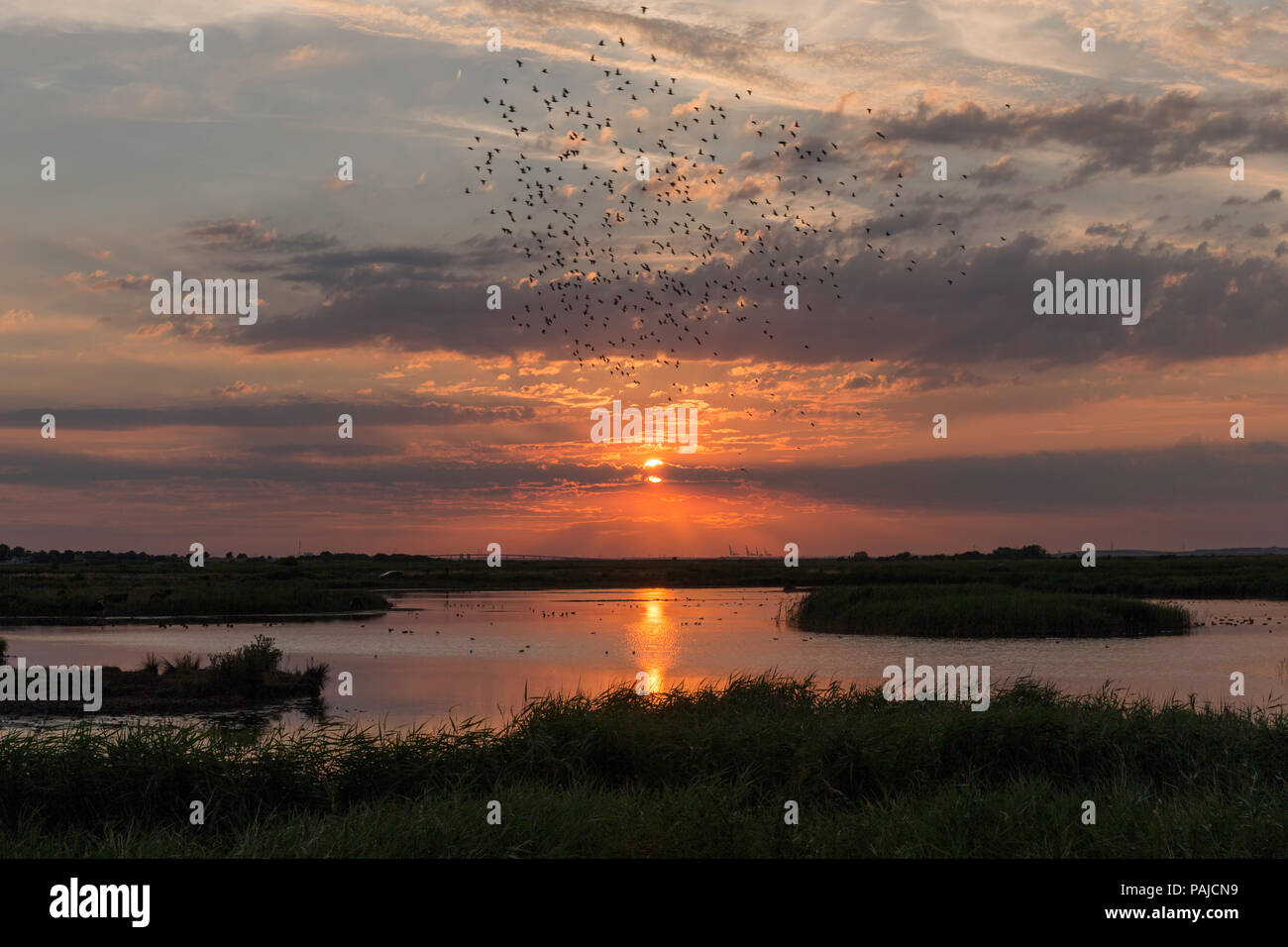 English birdlife hi-res stock photography and images - Alamy