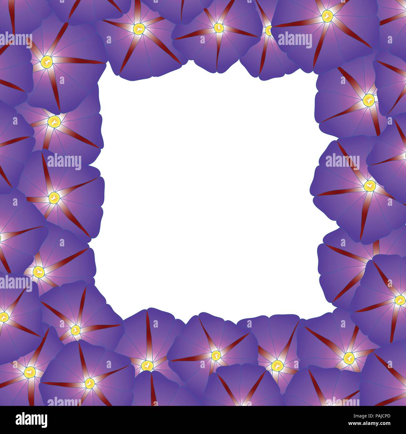 Purple Morning Glory Flower Border. Vector Illustration Stock Vector ...