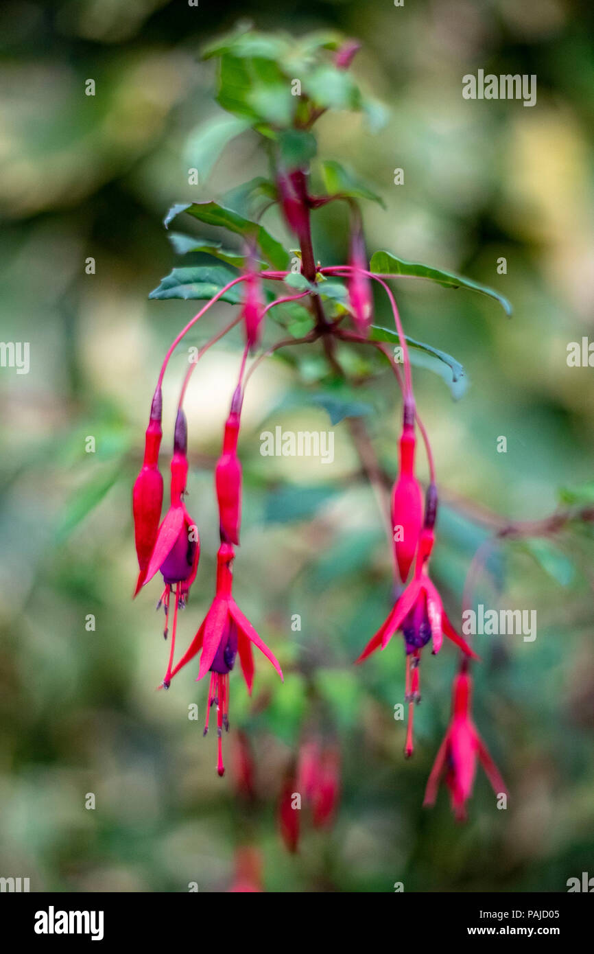 fuchsias in garden Stock Photo - Alamy