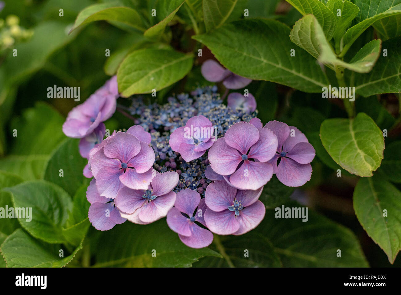flowers in the garden Stock Photo - Alamy