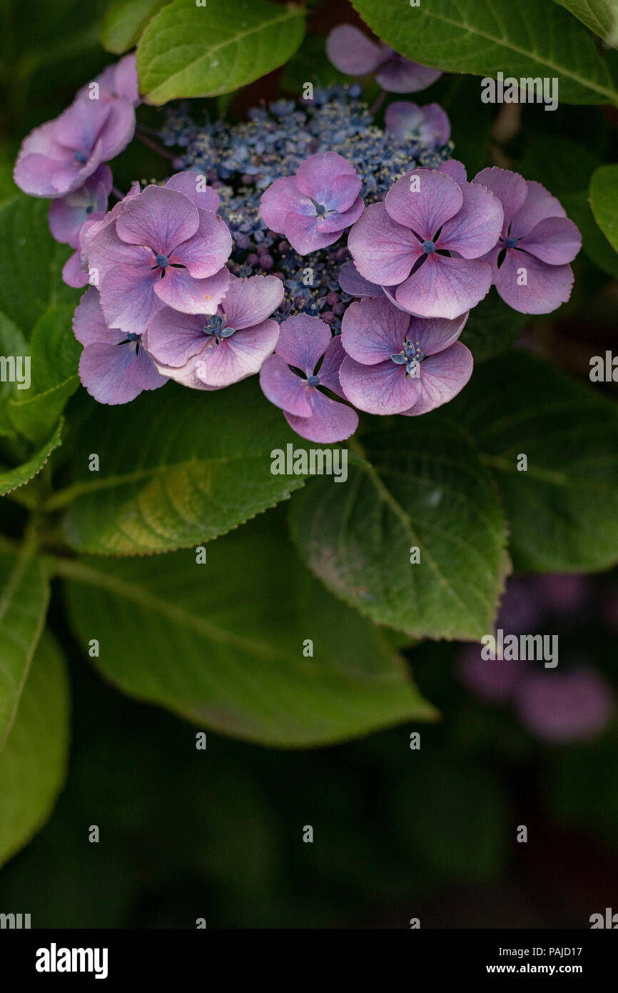 flowers in the garden Stock Photo - Alamy