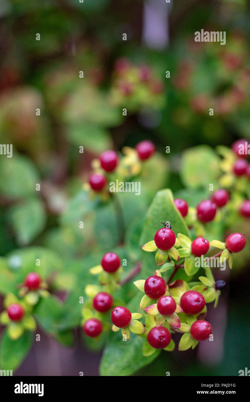 flowers in the garden Stock Photo - Alamy