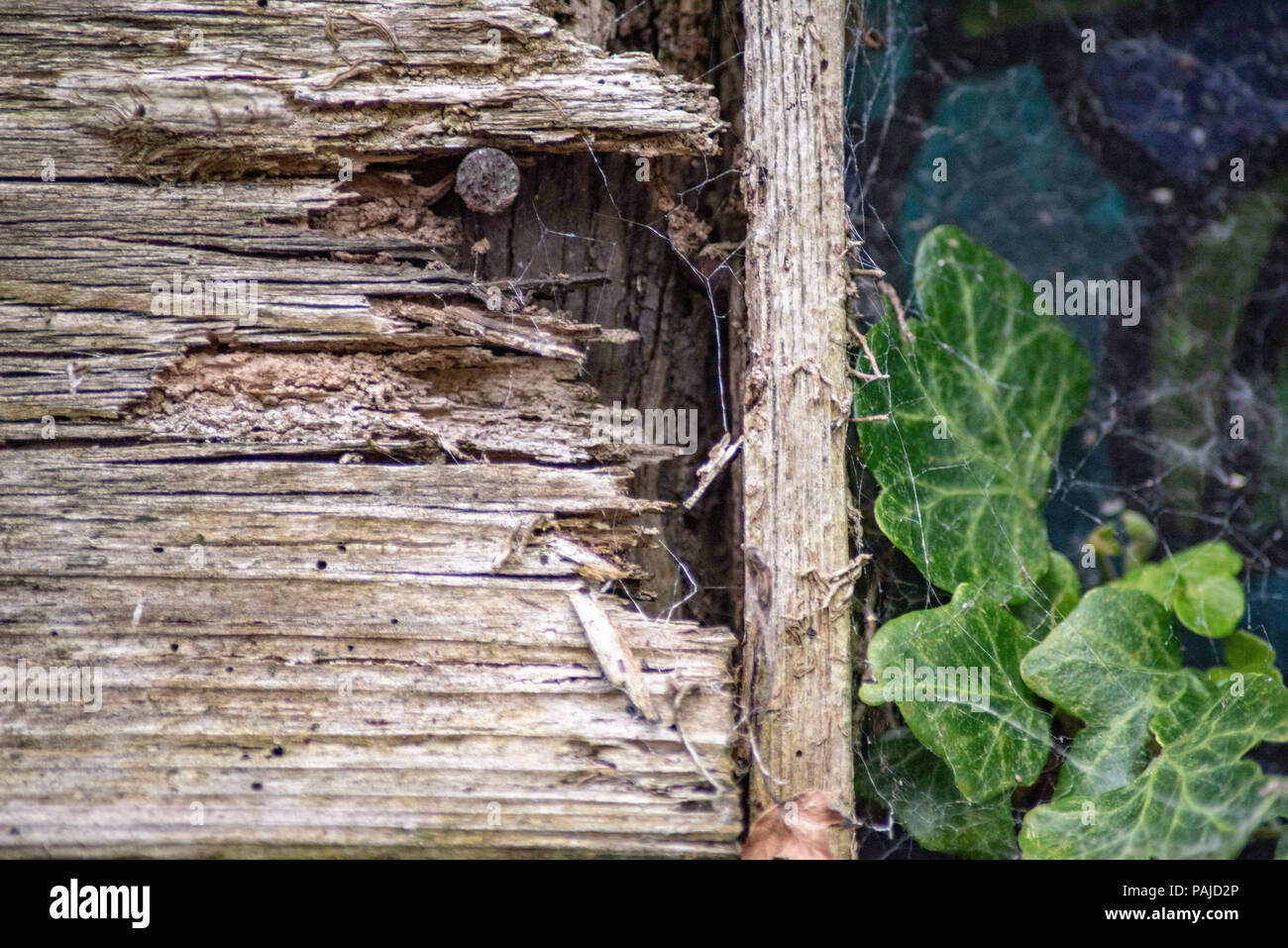 Decaying wood hi-res stock photography and images - Alamy
