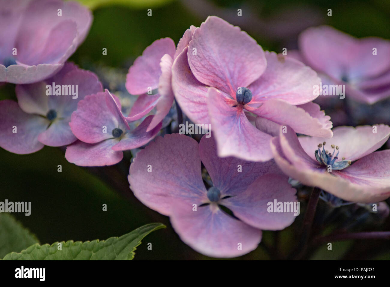 flowers in the garden Stock Photo - Alamy