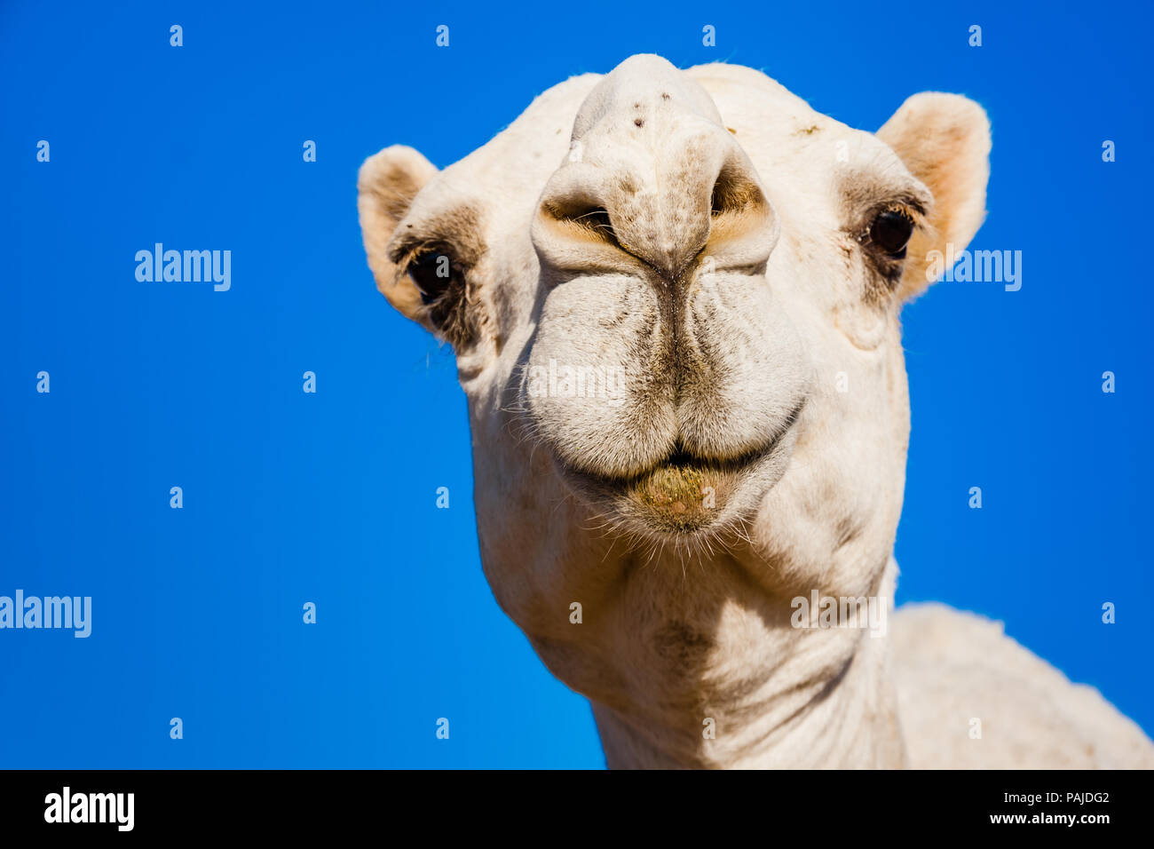 A white dromedary camel in the camel market near Riyadh, Saudi Arabia ...