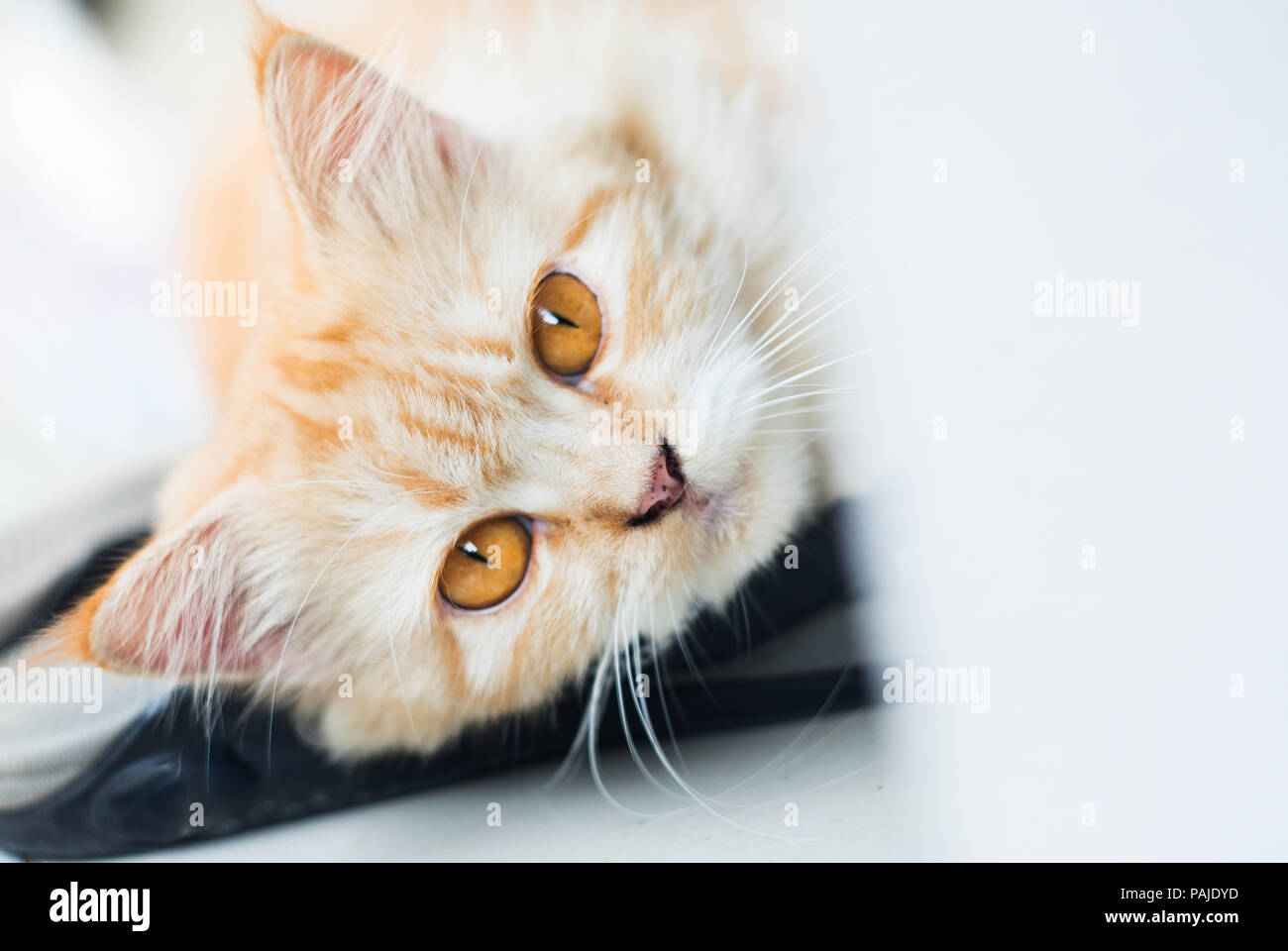close up orange face cat with orange eyes on white background Stock ...