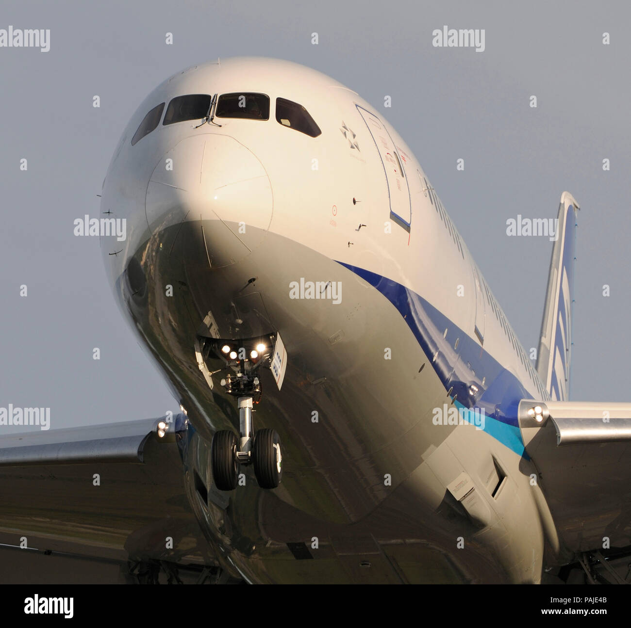 nose of ANA All Nippon Airways Boeing 787-8 Dreamliner on final ...