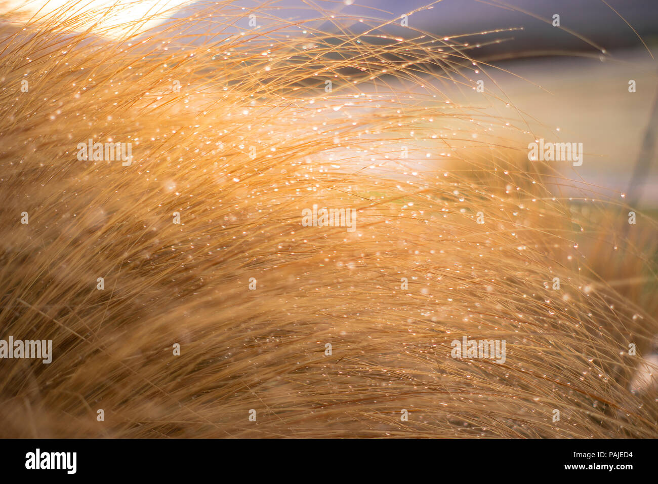texture of dry yellow grass with dew on leaf and warm light for ...