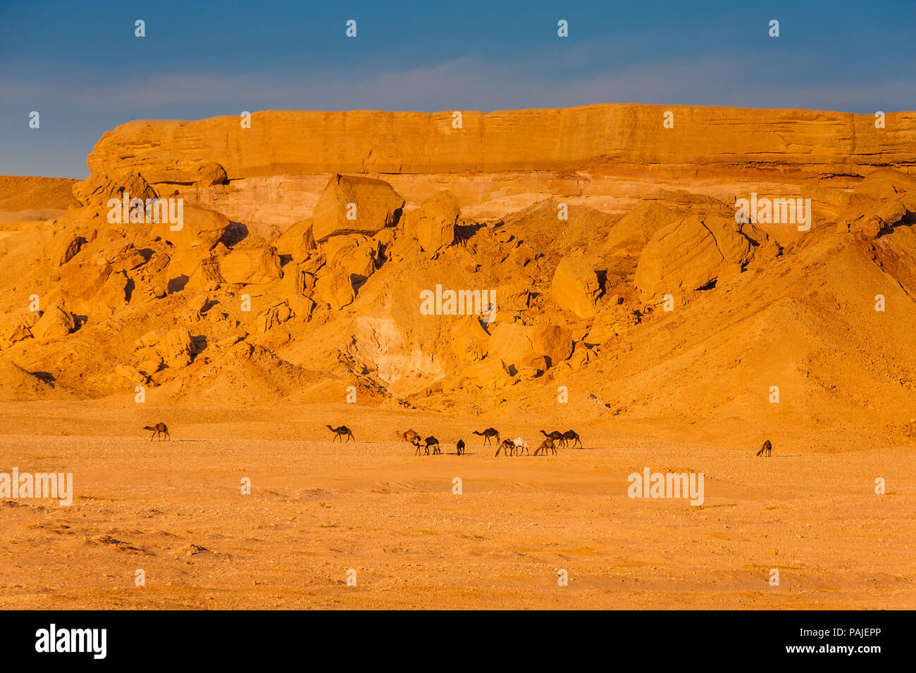 Saudi desert hi-res stock photography and images - Alamy