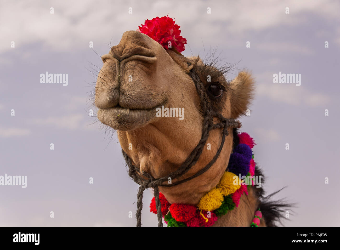 A decorated female camel on the annual festival Stock Photo - Alamy