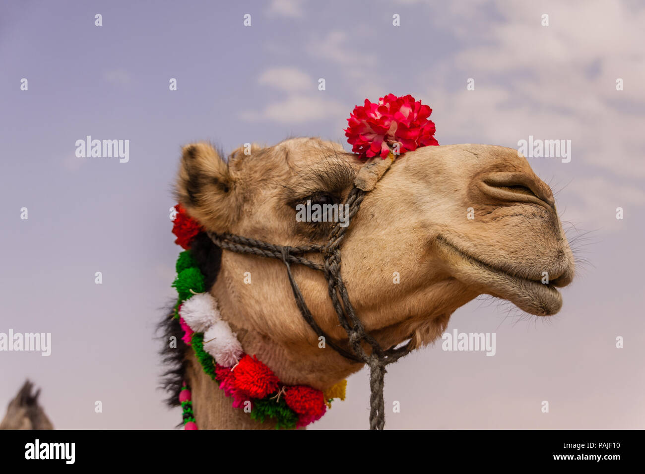 Decorated Camel Stock Photos & Decorated Camel Stock Images - Alamy