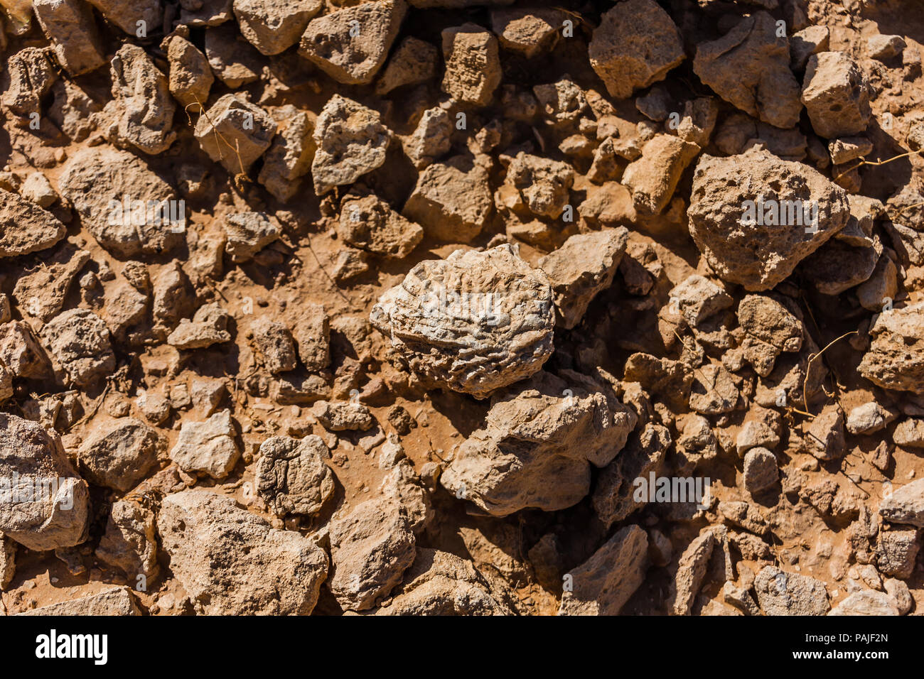 A fossilized shell of a bivalve sea mollusk in the desert near Riyadh ...