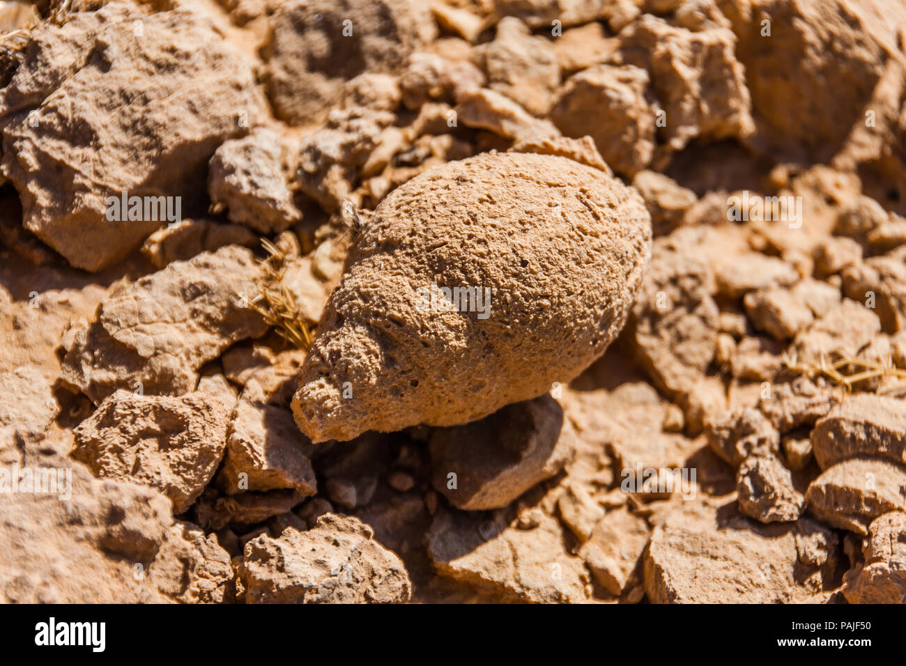 Fossilized sea snail shell in the desert near Riyadh Stock Photo - Alamy