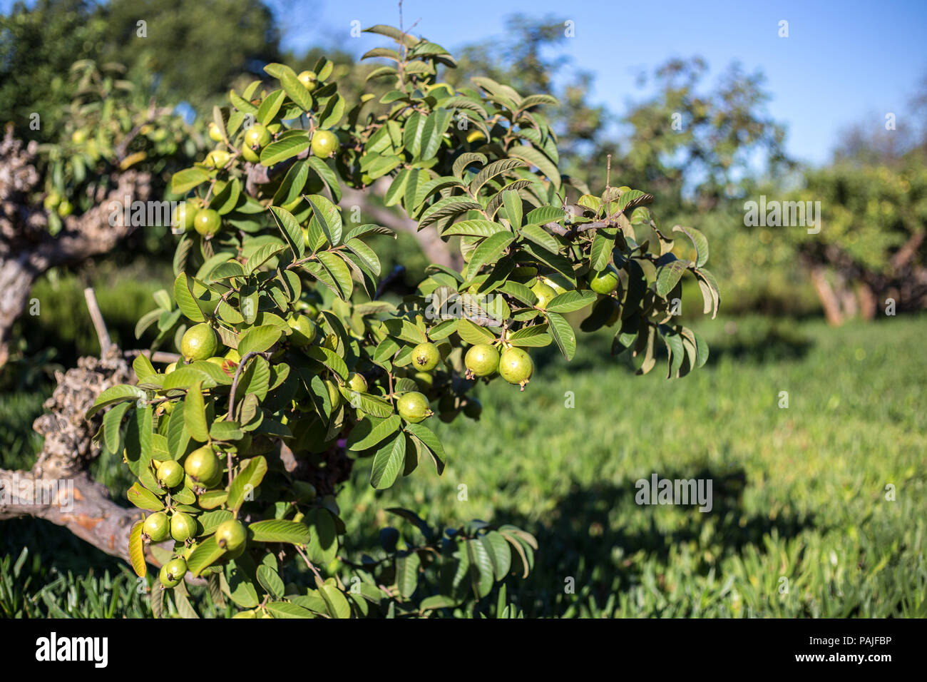 Guava Tree with green fruit growing in a farm orchard Stock Photo - Alamy