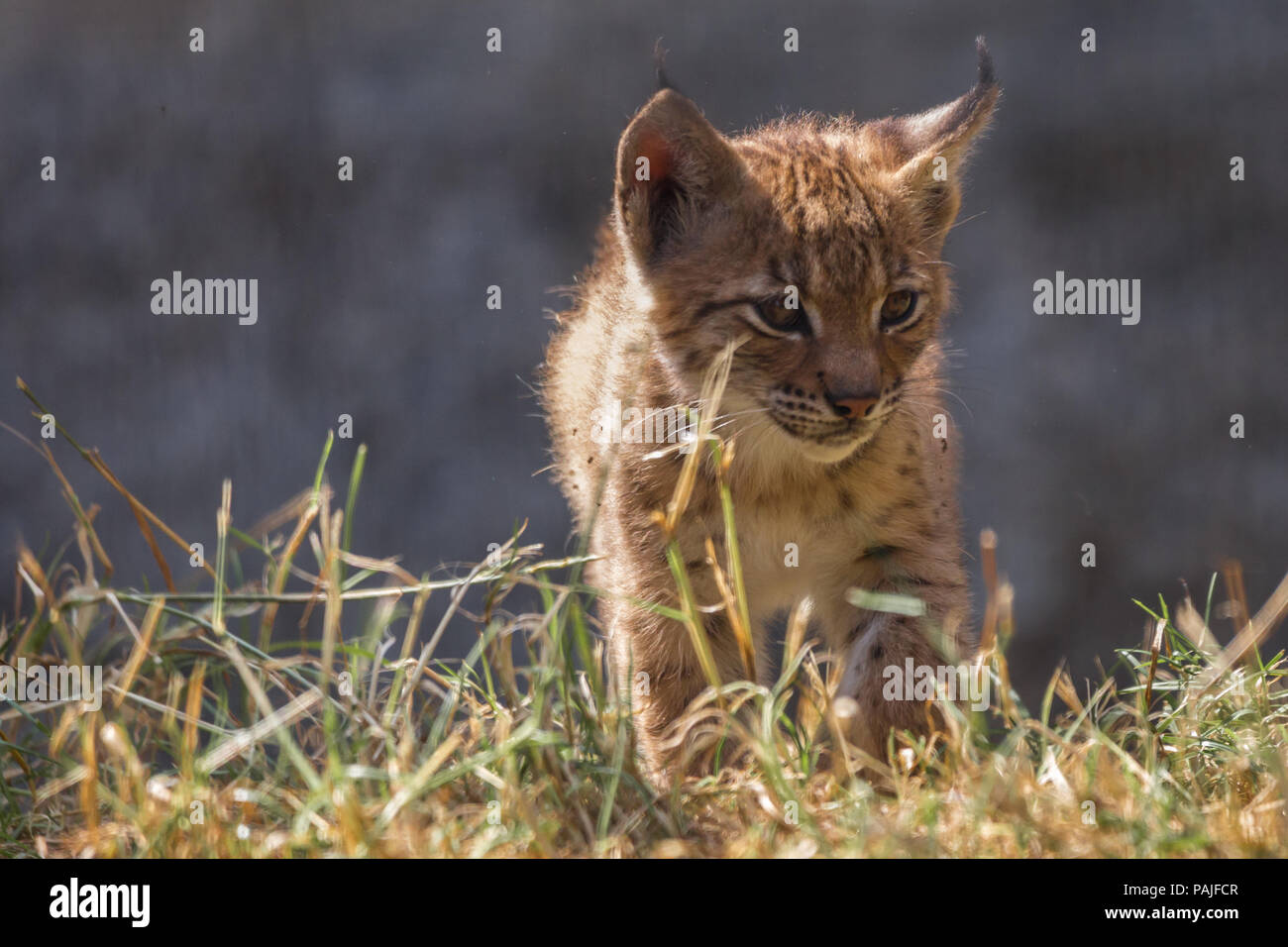 Baby lynx hi-res stock photography and images - Alamy