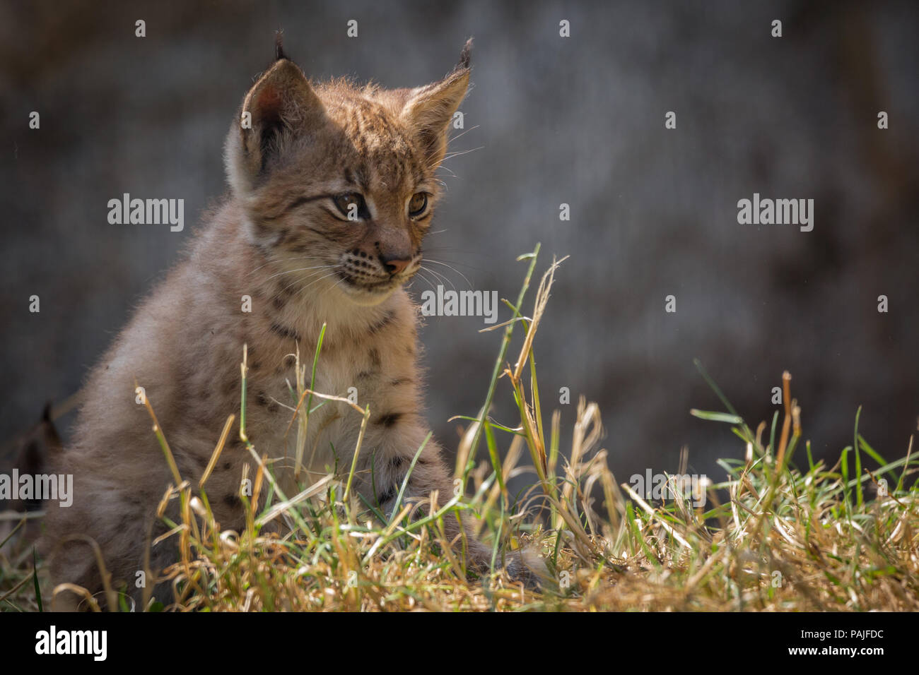 Baby lynx hi-res stock photography and images - Alamy