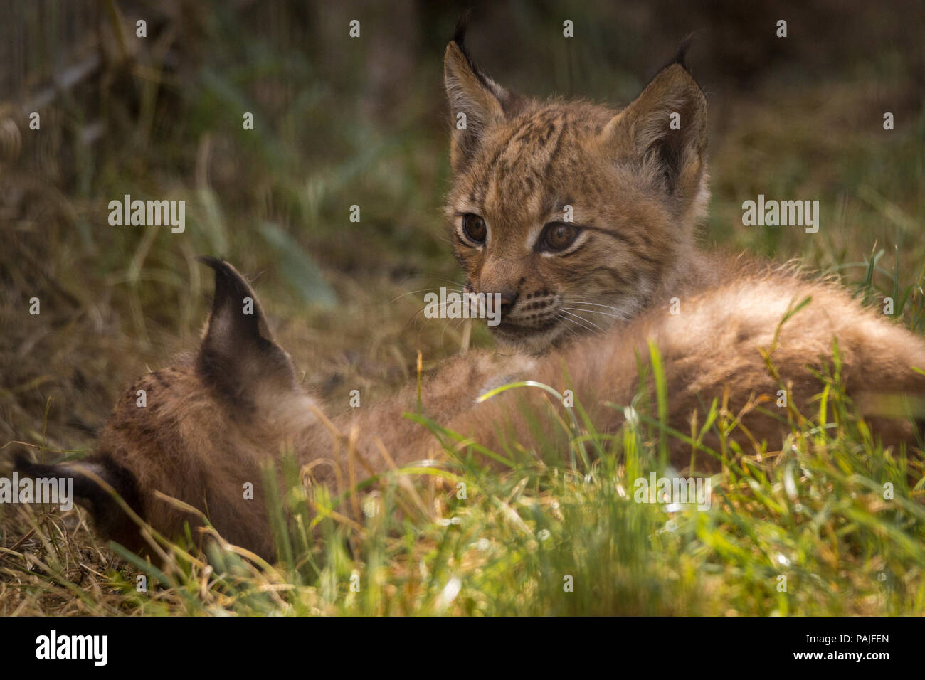 Playful baby Lynx on the prowl Stock Photo - Alamy