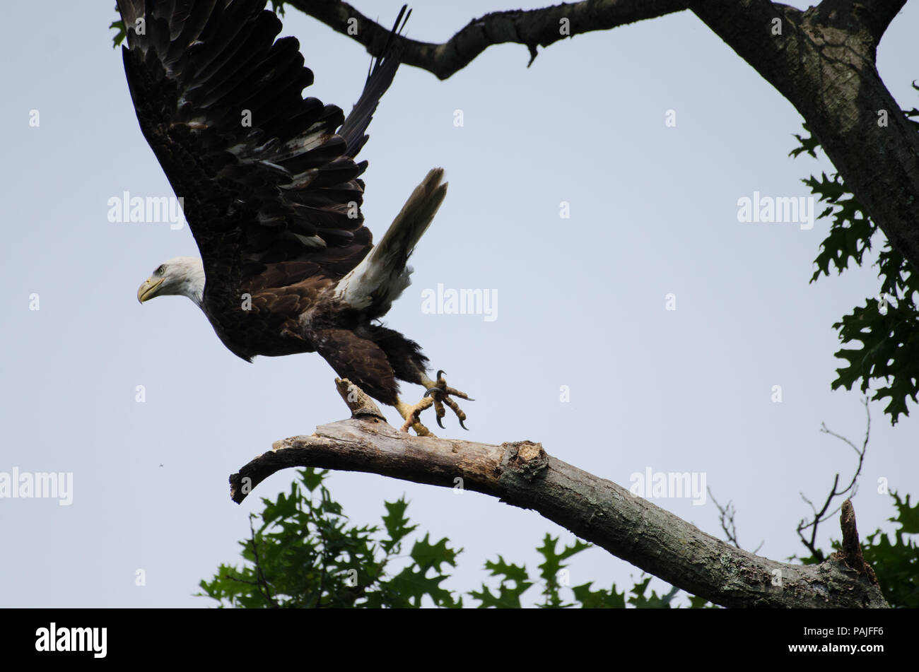 Big bird lift off hi-res stock photography and images - Alamy