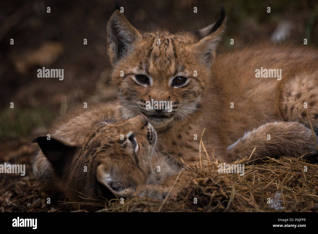 Baby lynx hi-res stock photography and images - Alamy
