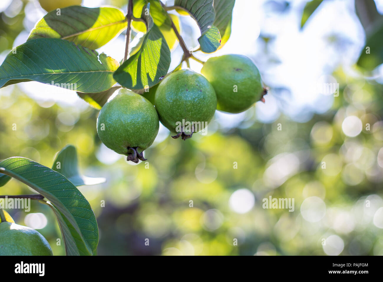 Guava tree branches hi-res stock photography and images - Alamy