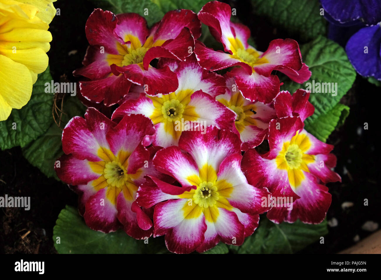 Primula, species of flowering plant in the family Primulaceae Stock ...