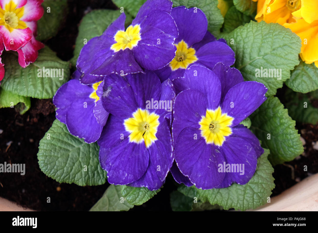 Rimulaceae hi-res stock photography and images - Alamy
