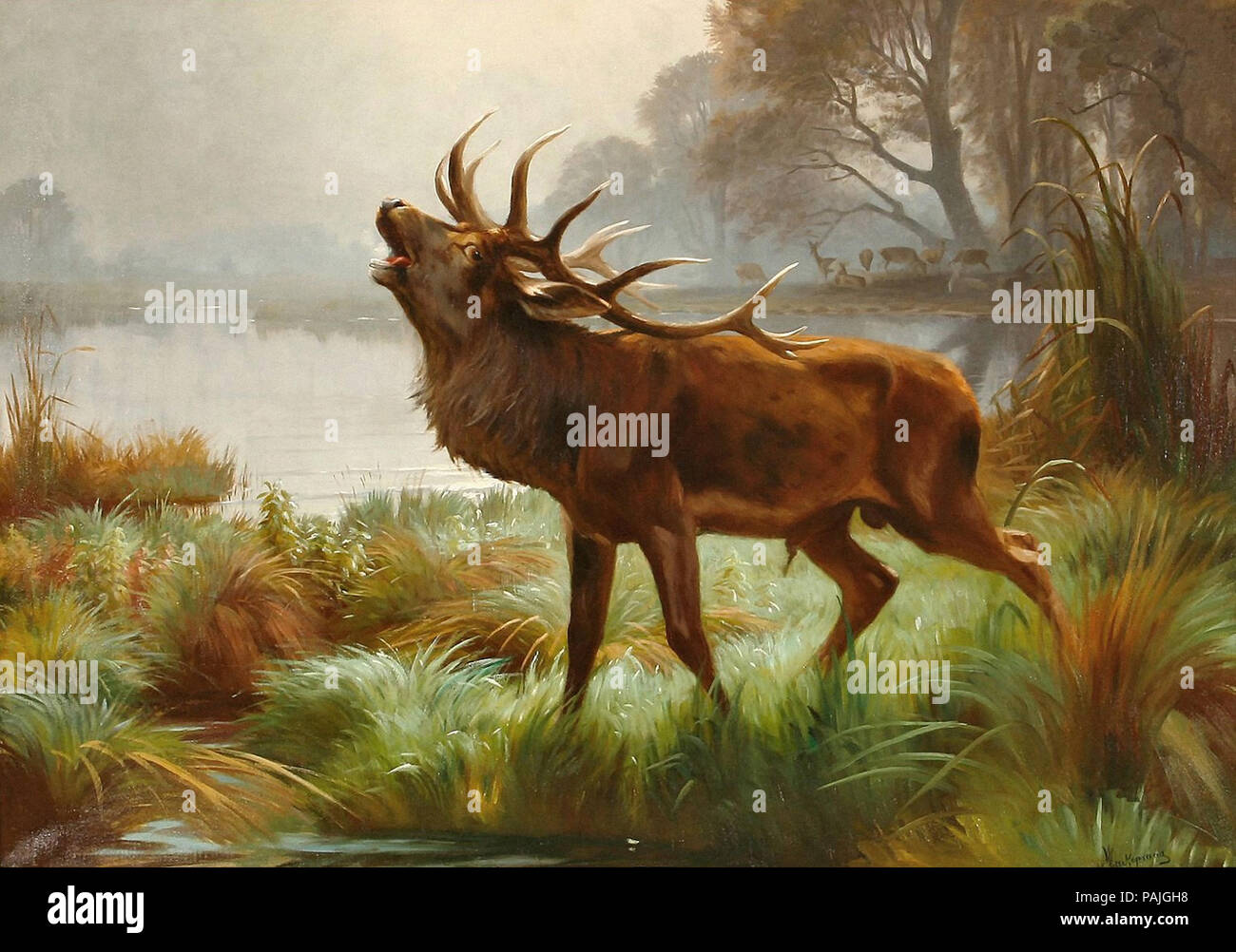 Roaring stag standing hi-res stock photography and images - Alamy