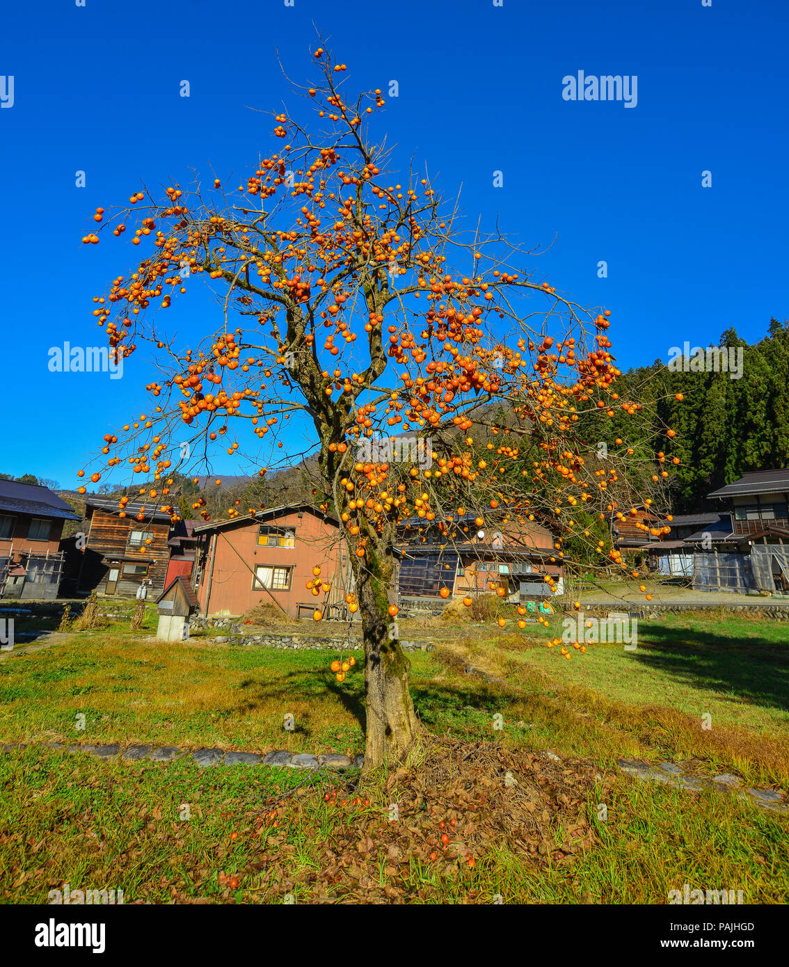 Persimmon tree with fruits at autumn garden in Shirakawa-go, Japan ...
