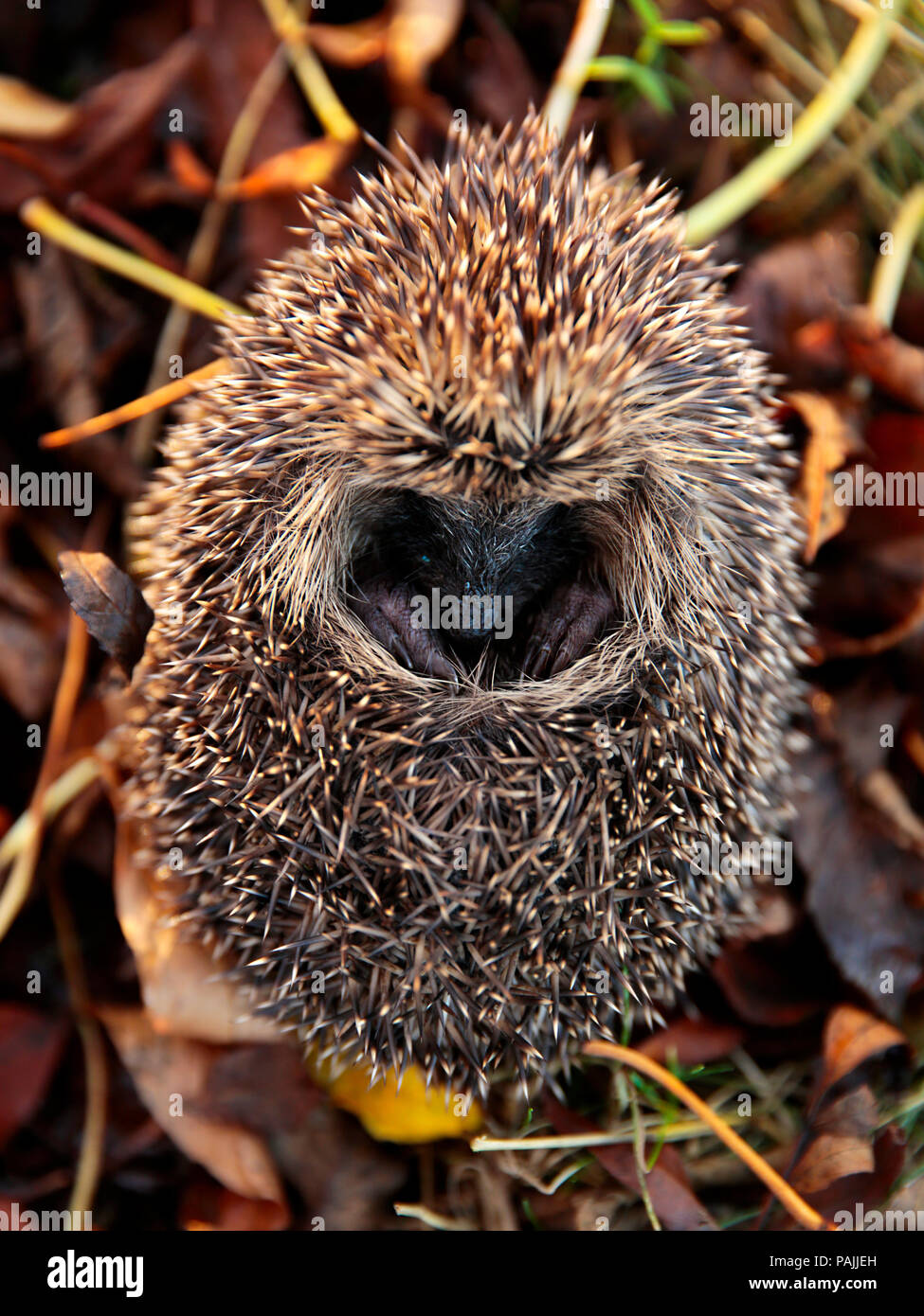 Hedgehogs face curled up in the autumn leaves Stock Photo - Alamy
