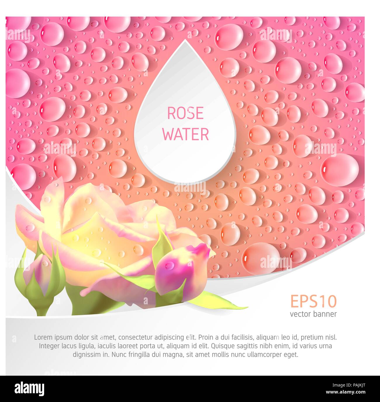 White rose leaflet hi-res stock photography and images - Alamy