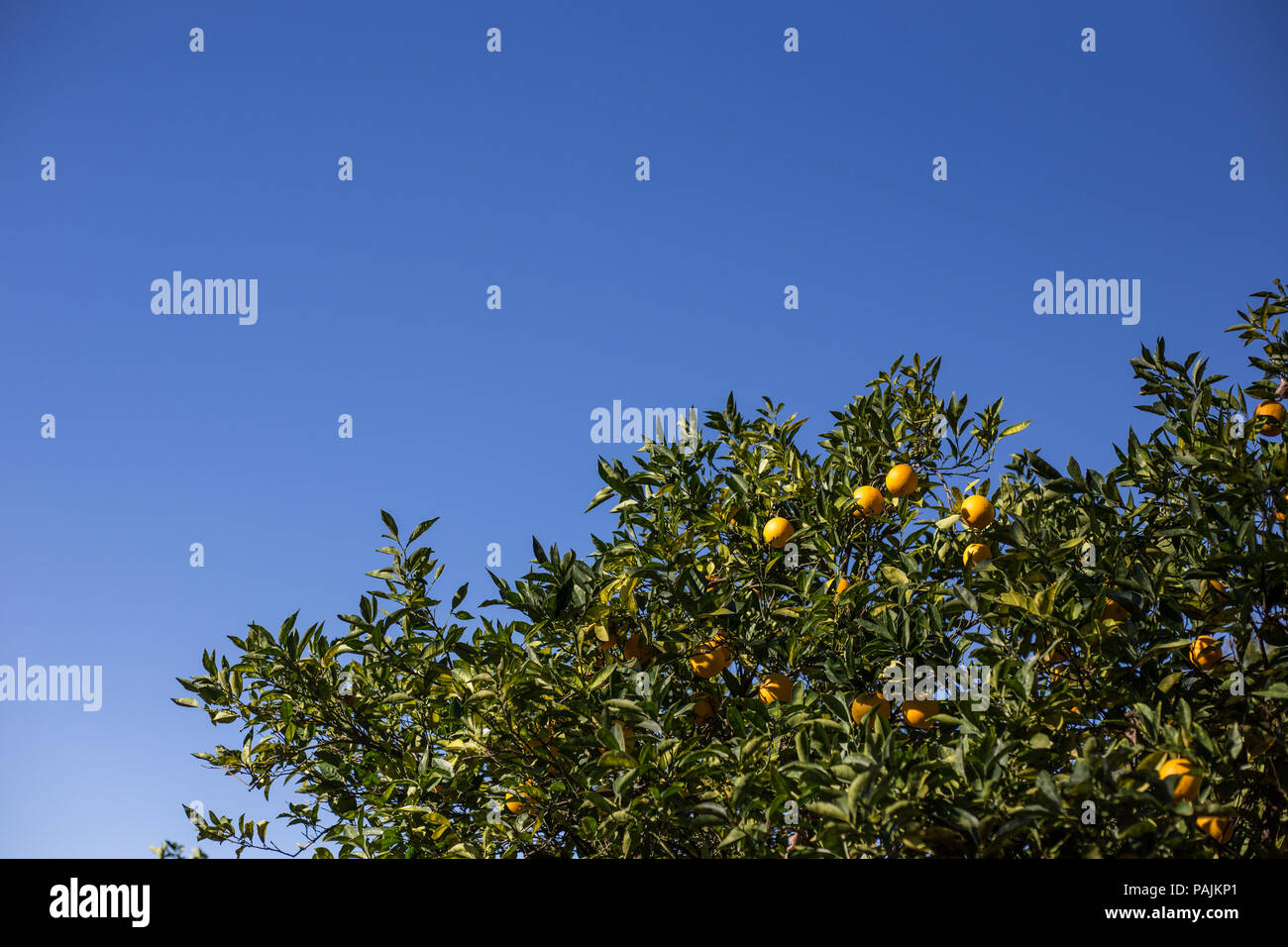 Lemon Tree with lemons and Blue Sky with Copy Space Stock Photo - Alamy