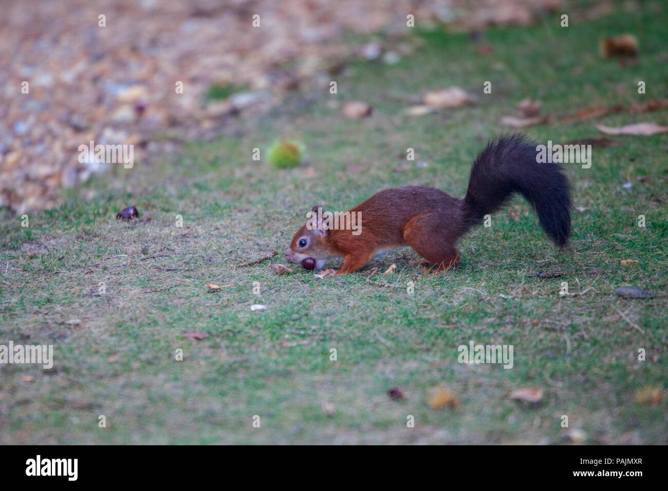 Red squirrels with horse hi-res stock photography and images - Alamy