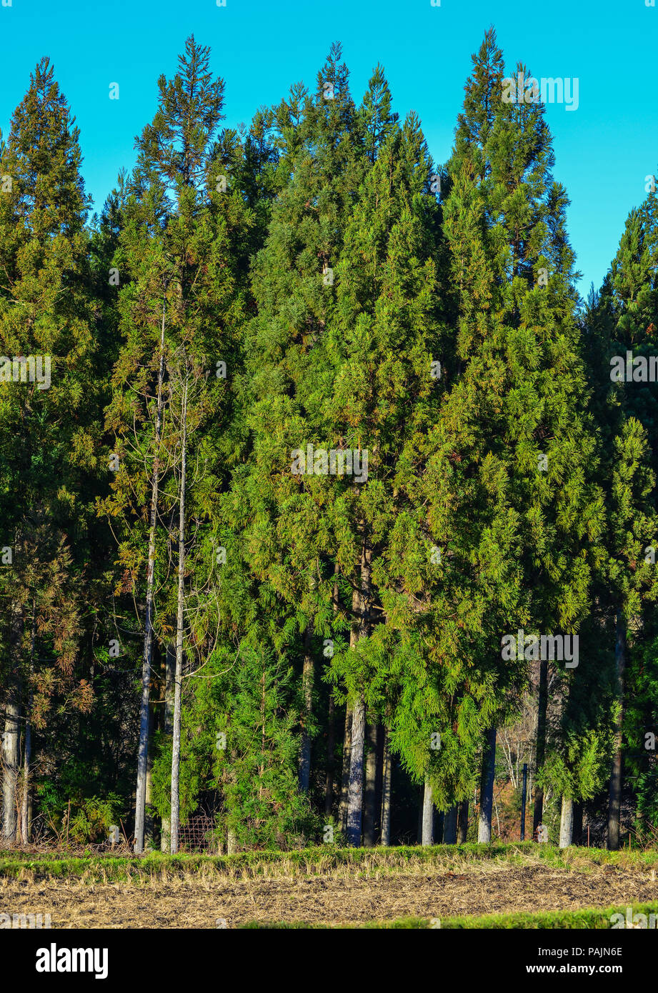 Huge pine trees at ancient forest in Kanazawa, Japan Stock Photo - Alamy