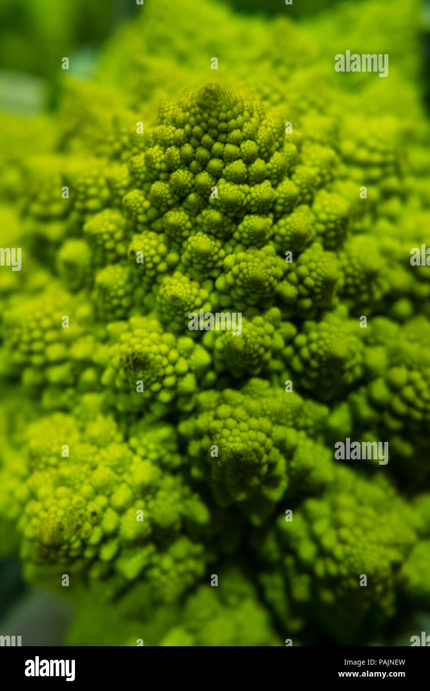 Healthy food closeup of Roman cabbage also known as Roman cauliflower ...