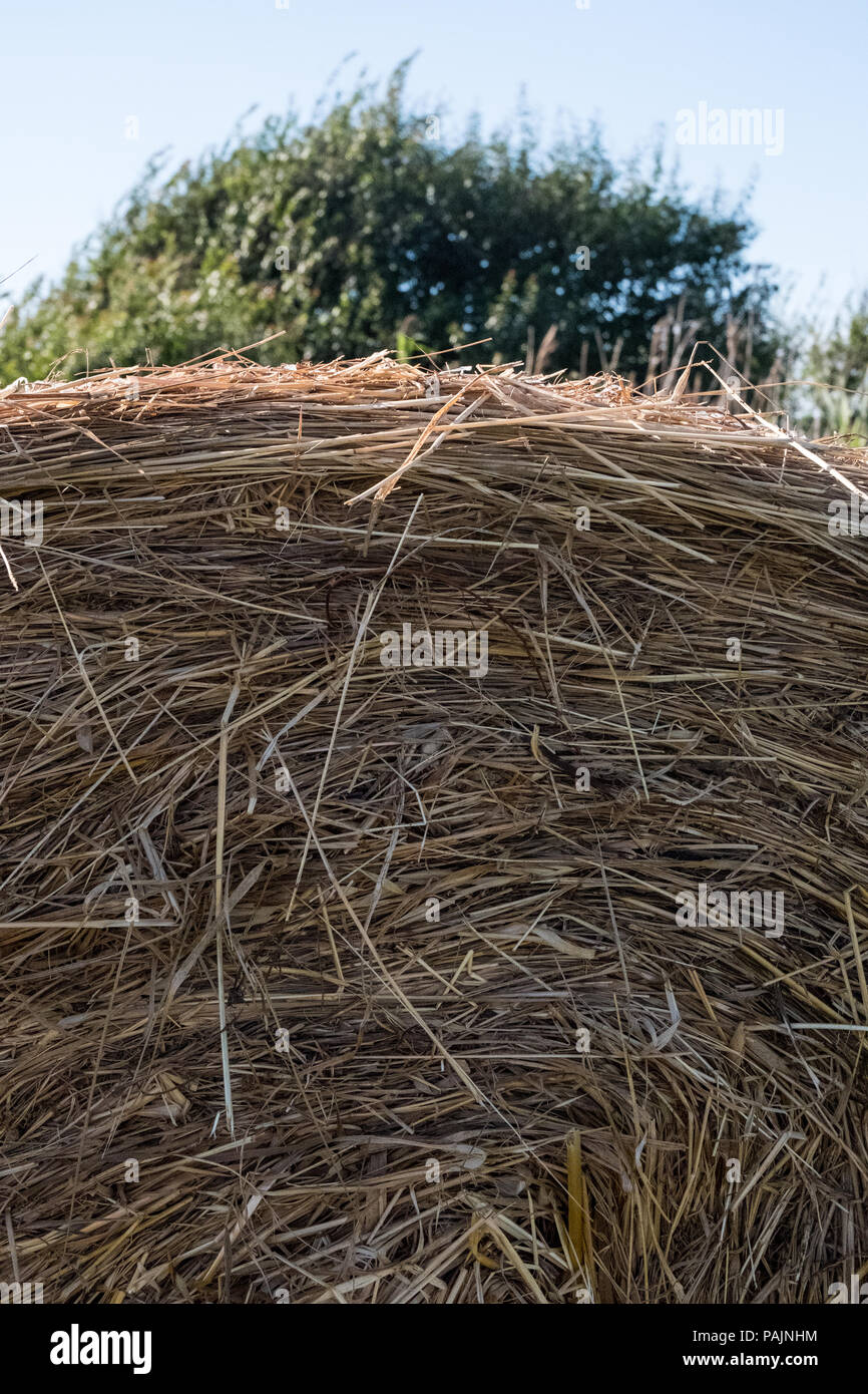 Detail of a hay straw bale with a tree and blue sky in the background ...