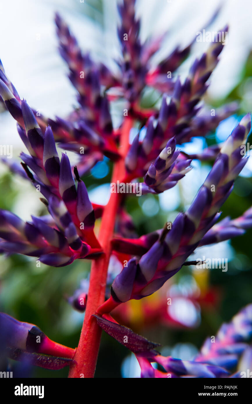 Aechmea "Blue Rain" or Aechmea "Blue Tango" flower is a species of ...