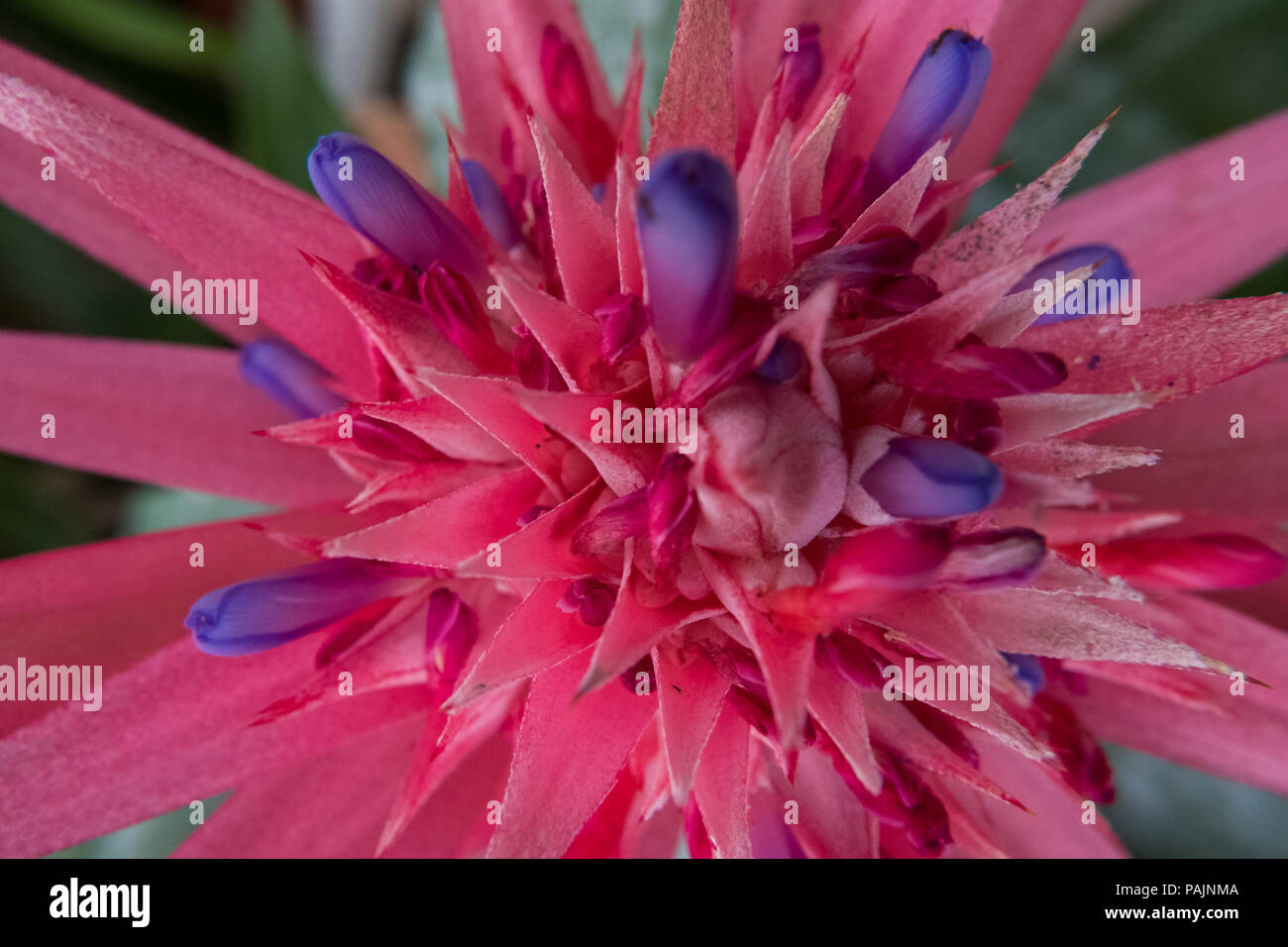 Billbergia pyramidalis also known as Flaming torch is a species of ...
