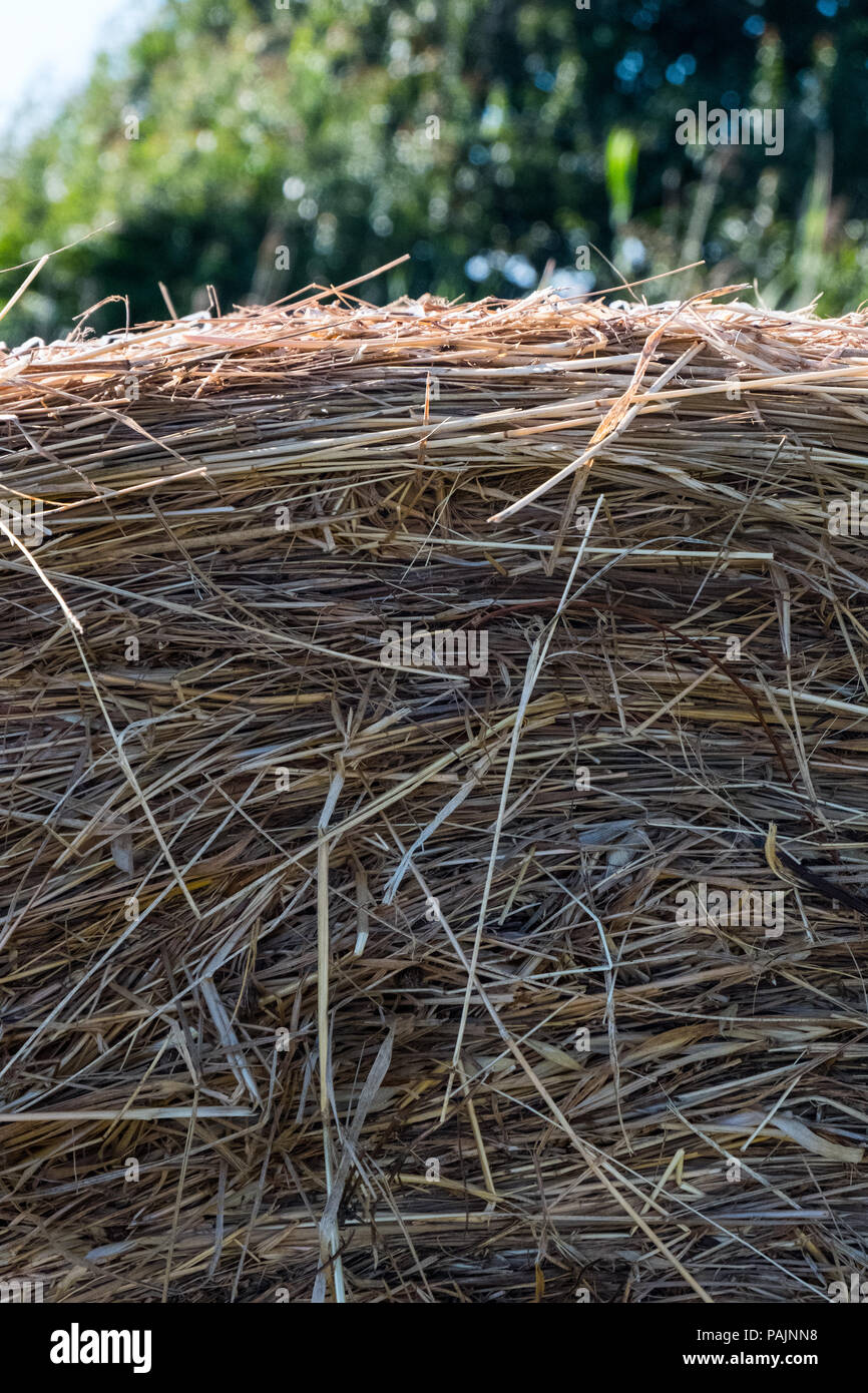 Detail of a hay straw bale with a tree and blue sky in the background ...