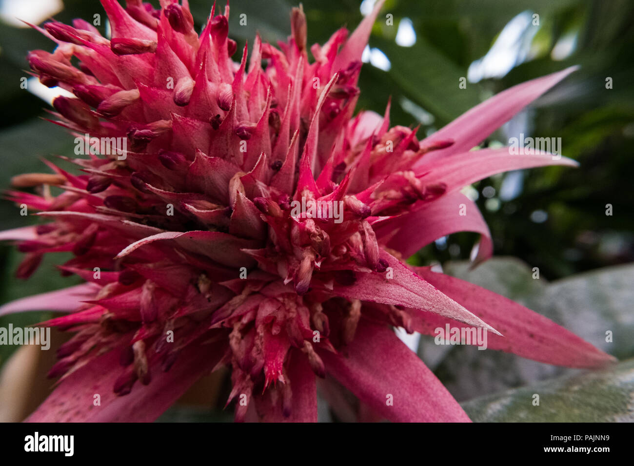 Billbergia pyramidalis also known as Flaming torch is a species of ...