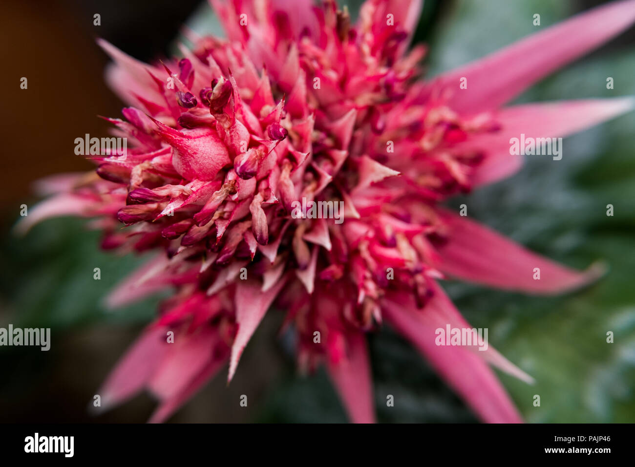 Billbergia pyramidalis also known as Flaming torch is a species of ...