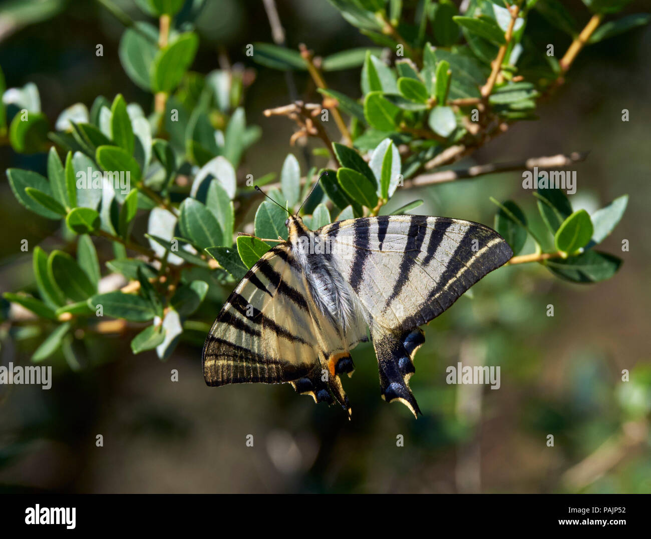 Butterfly Iphiclides Podalirius Swallowtail High Resolution Stock ...