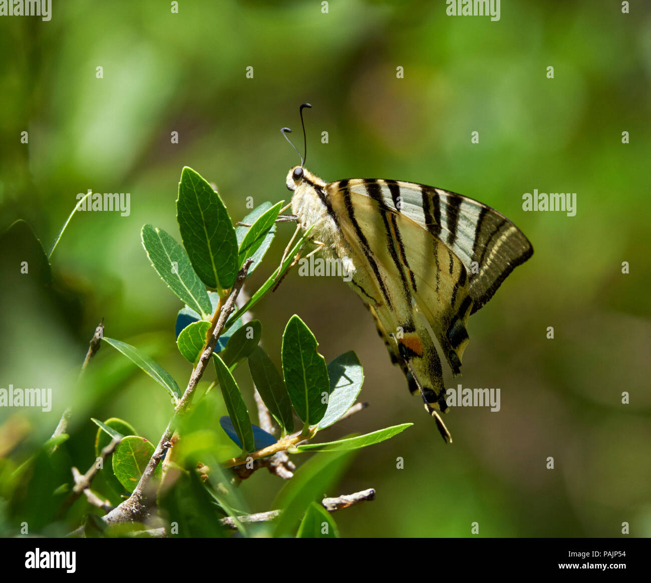 Butterfly Iphiclides Podalirius Swallowtail High Resolution Stock ...